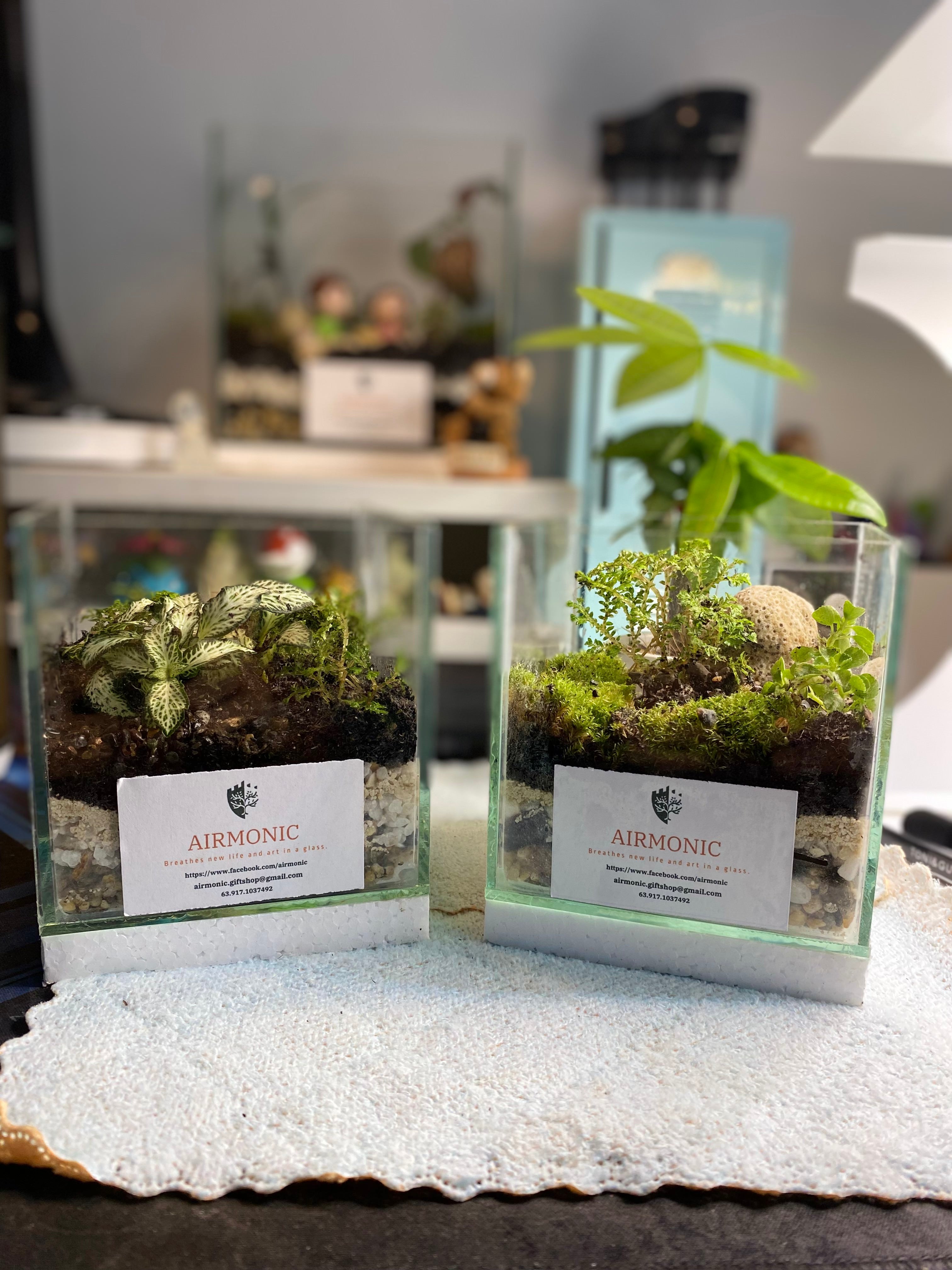 Terrarium Treasures: Classic and Best-Selling Terrarium Collection ...